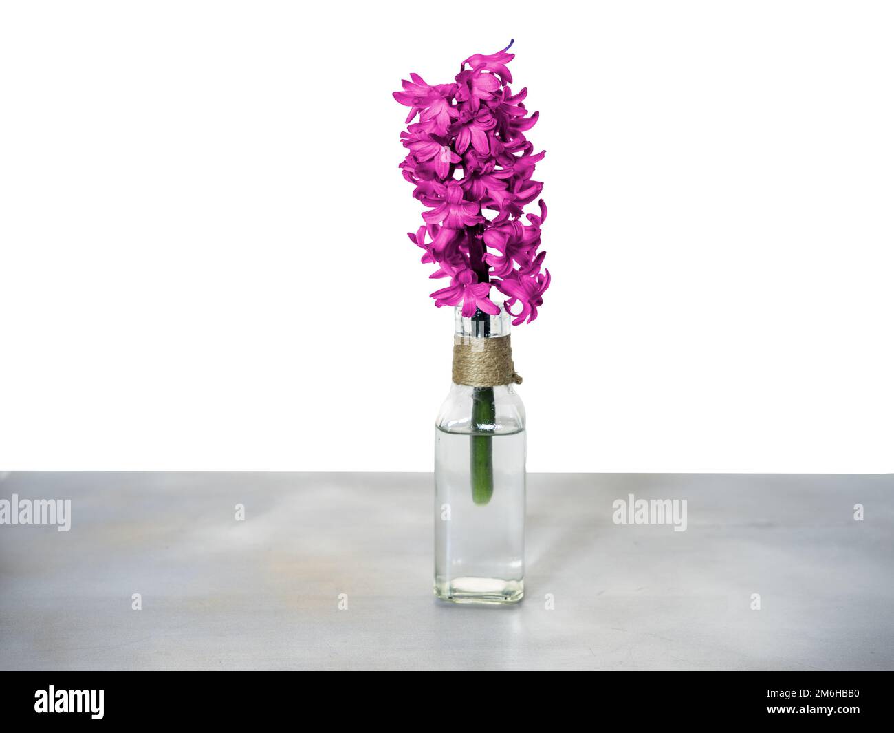 Hyacinth fillet in a vase on a white background Stock Photo - Alamy