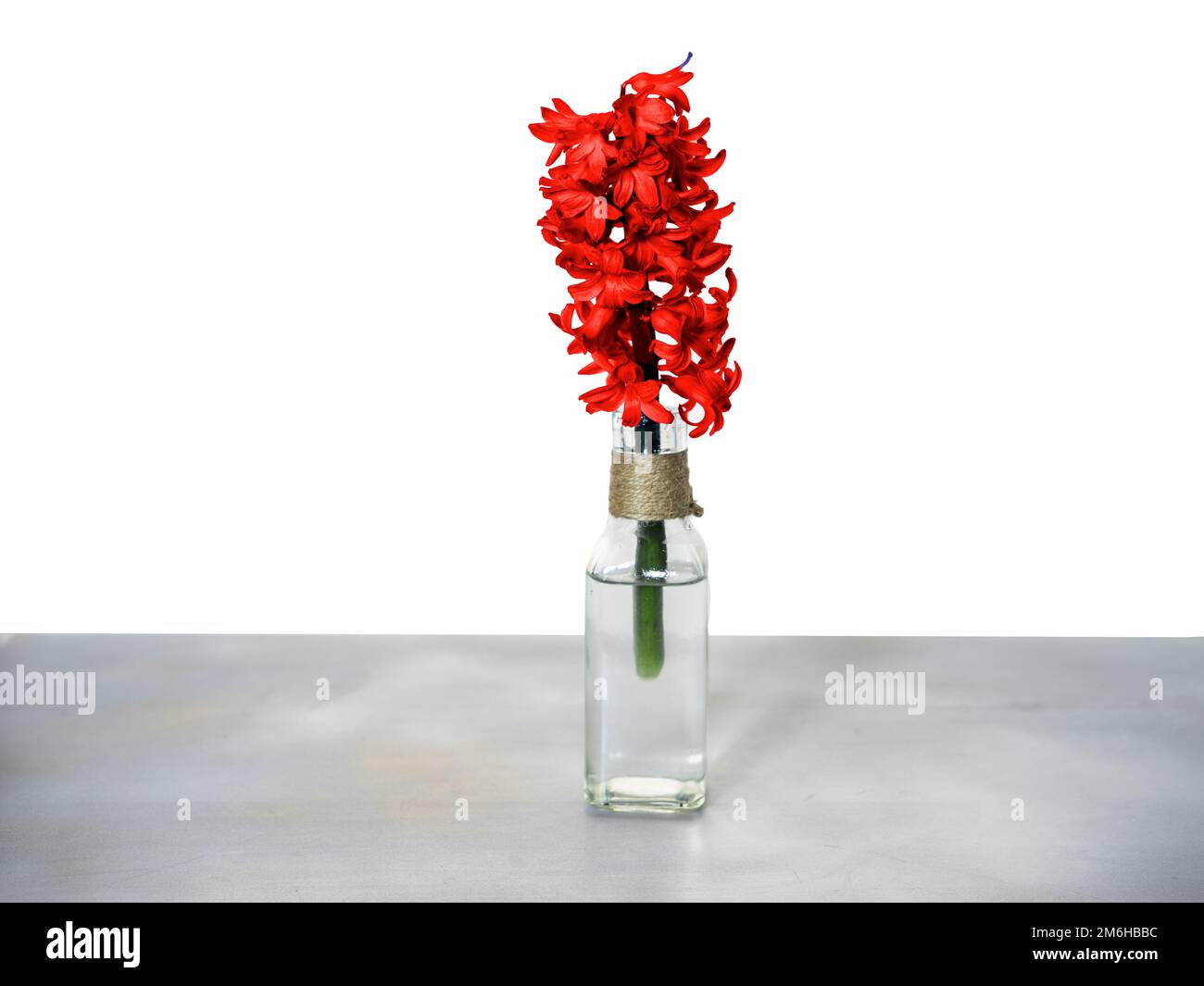 Red hyacinth in a vase on a white background Stock Photo - Alamy