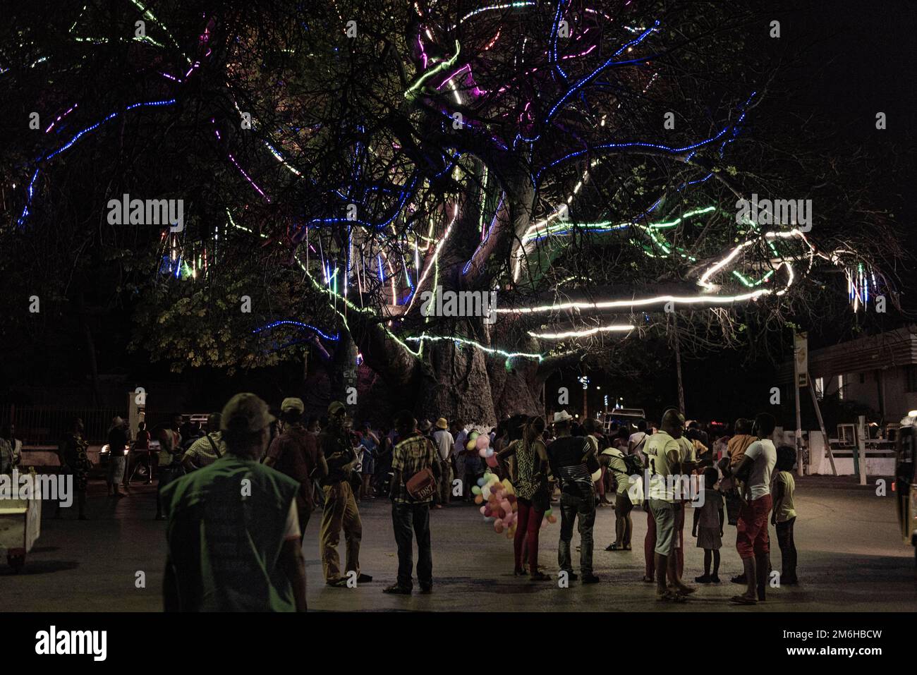 Old african baobab (Adansonia digitata) tree on the Avenida de ...