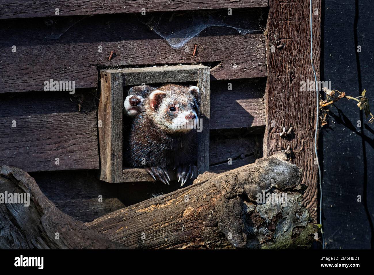 European polecat (Mustela putorius), two forest turtles looking out of ...