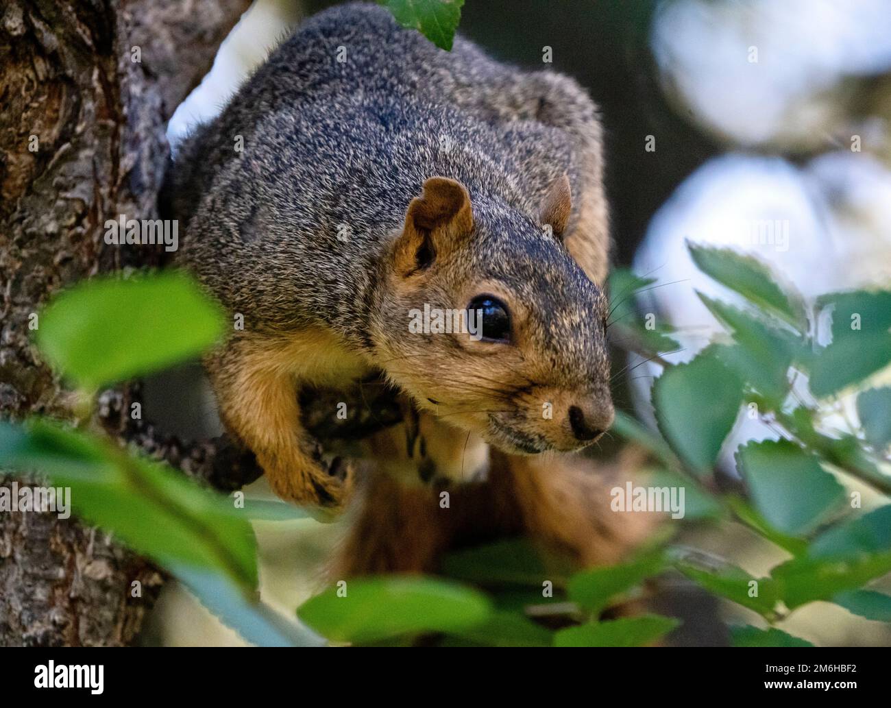 Common Squirrel Canada Stock Photo - Alamy