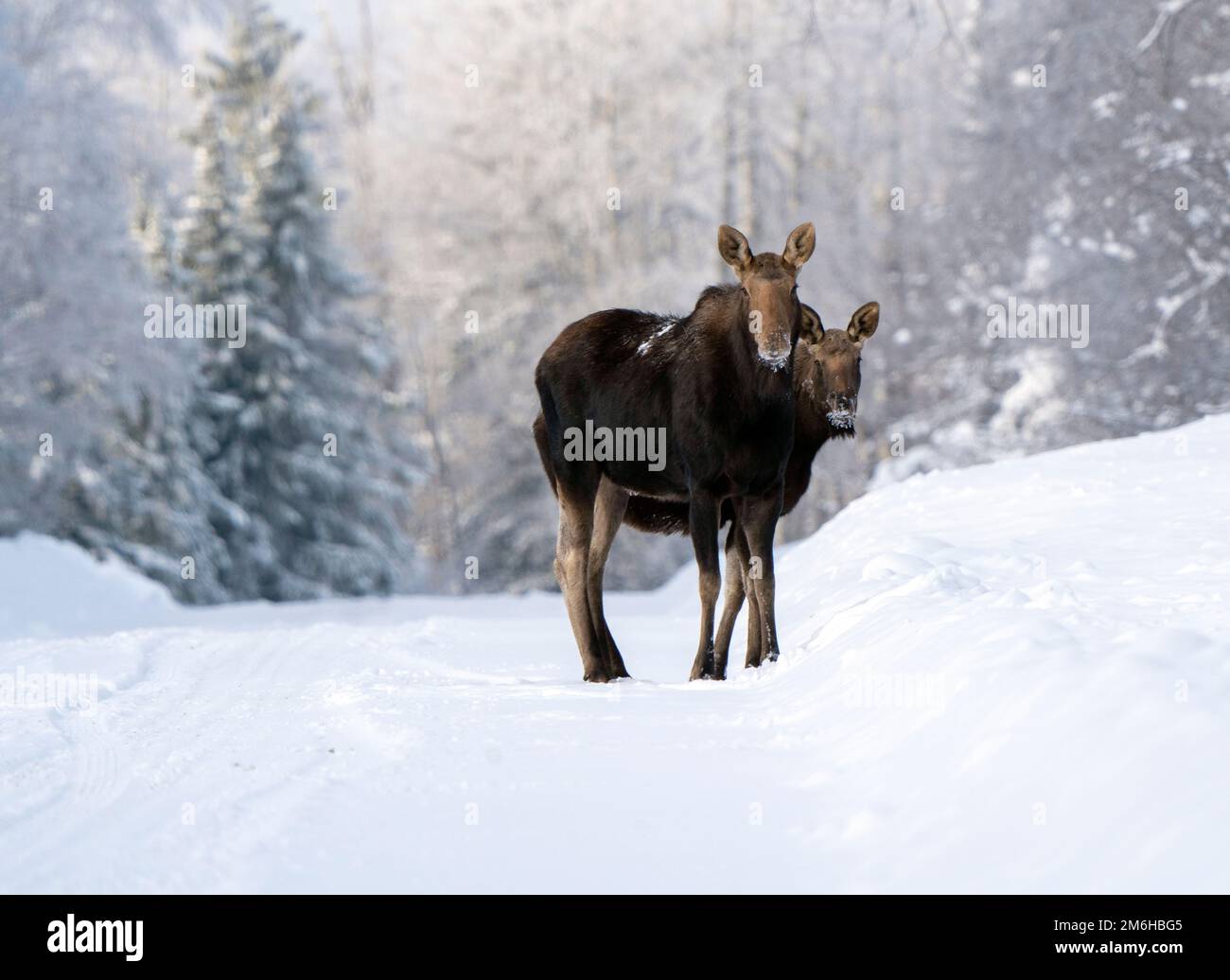 Winter Moose Manitoba Stock Photo - Alamy