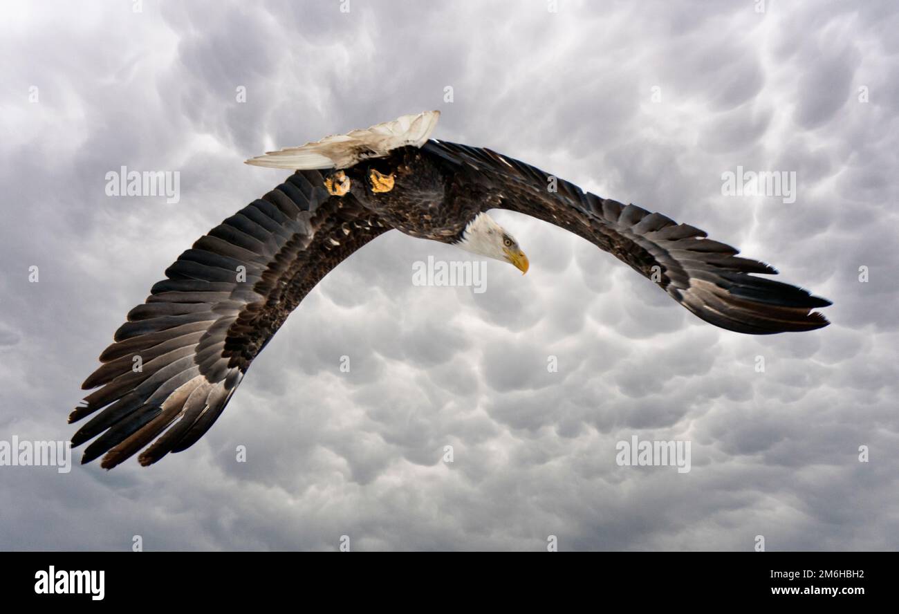 Bald Eagle in Flight Stock Photo - Alamy