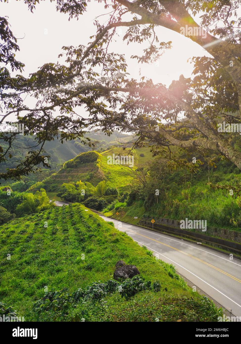 Variante la romelia el pollo hi-res stock photography and images - Alamy