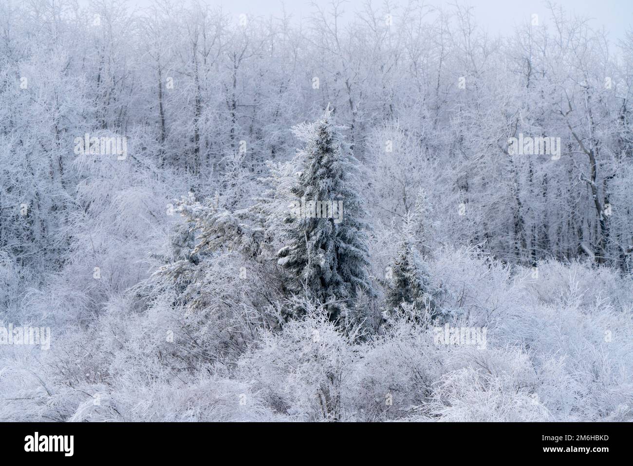 Arctic scene hi-res stock photography and images - Alamy