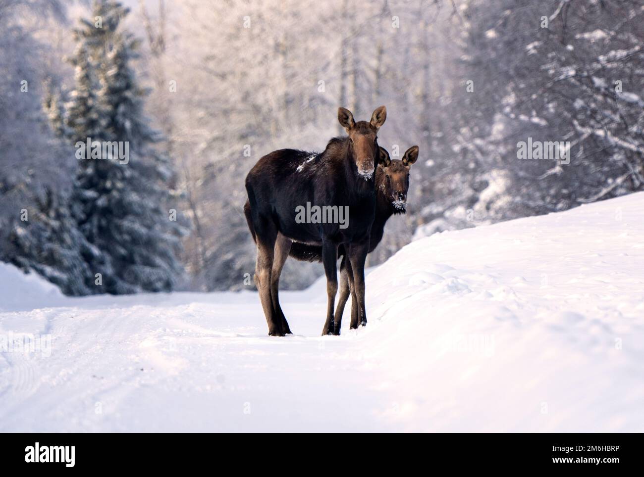 Canada wild moose mountain hi-res stock photography and images - Alamy