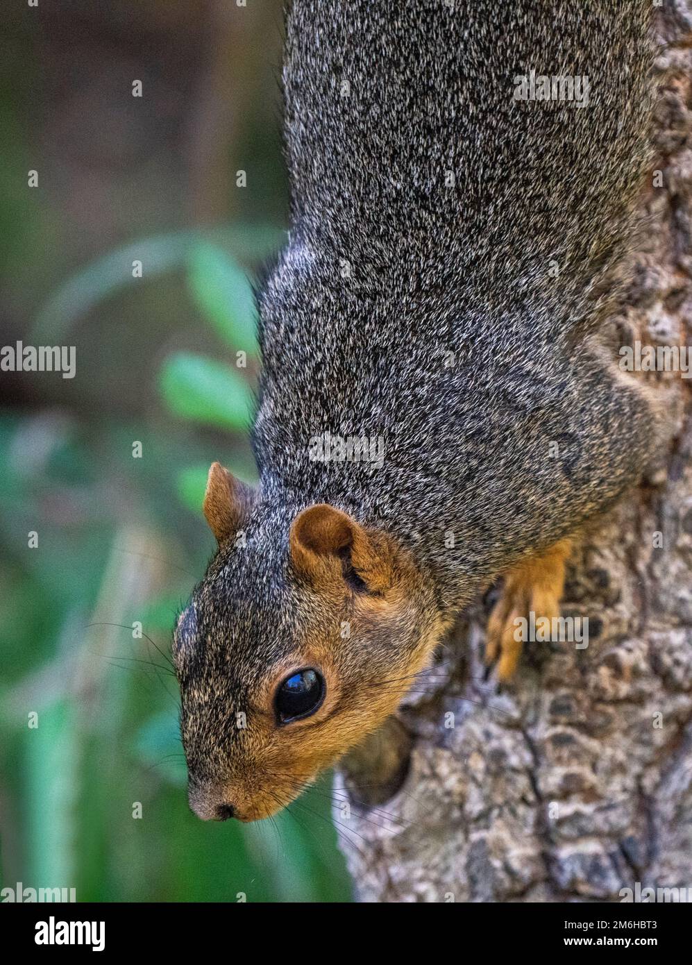 Common Squirrel Canada Stock Photo - Alamy Common Squirrel Canada Stock Photo - Alamy