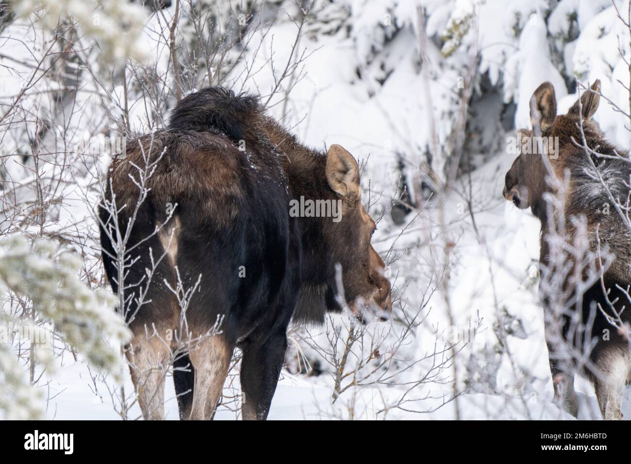 Winter Moose Manitoba Stock Photo - Alamy