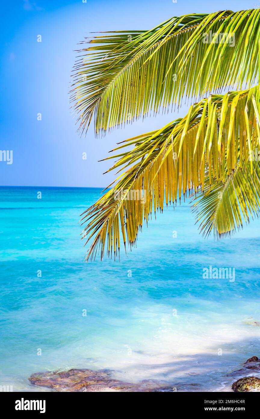 Caribbean sea palm trees paradise Stock Photo - Alamy