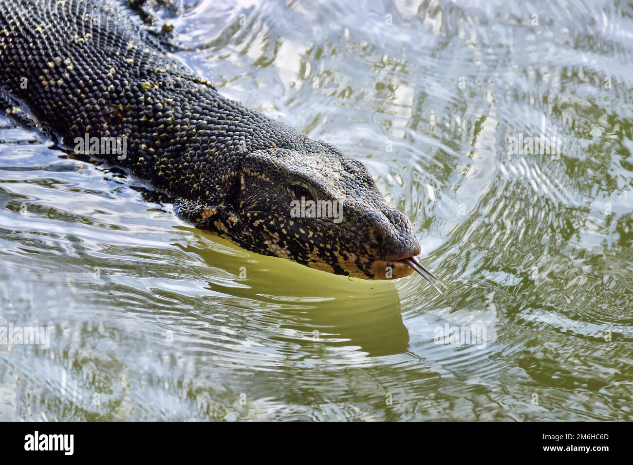 Monitor or Water Lizard floating in the lake Stock Photo - Alamy