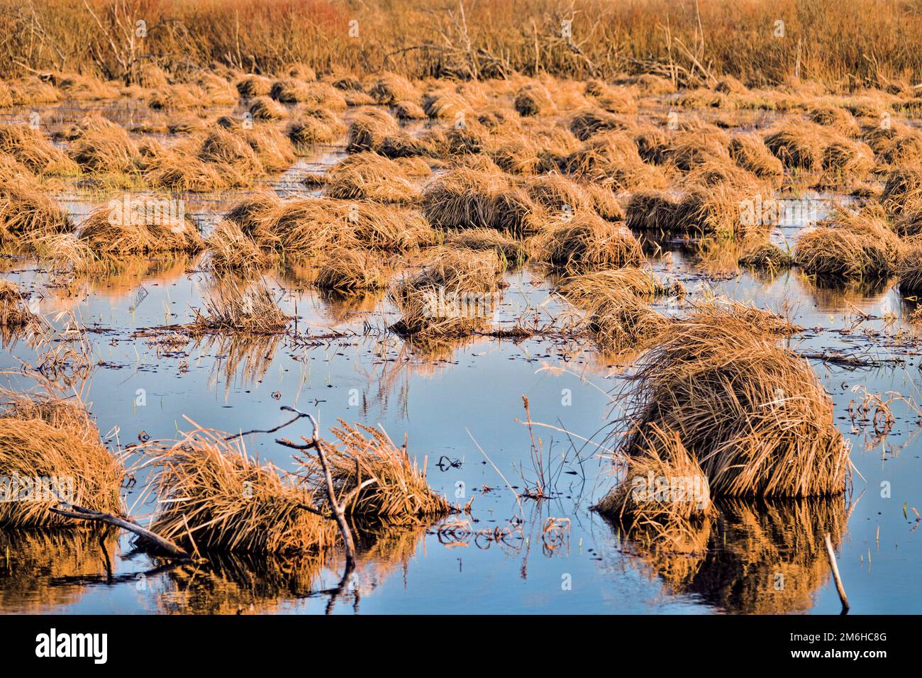 Hummocky marsh hi-res stock photography and images - Alamy