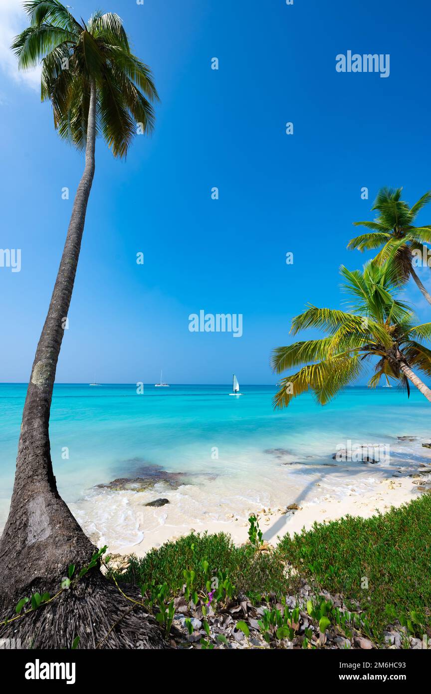 Calm water palm trees hi-res stock photography and images - Alamy