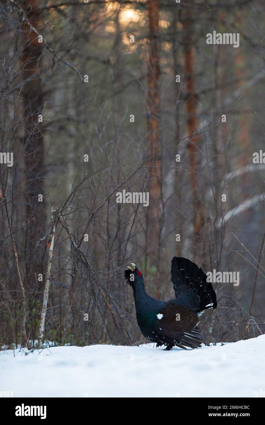 Western capercaillie (Tetrao urogallus), cock mating on snow in forest ...
