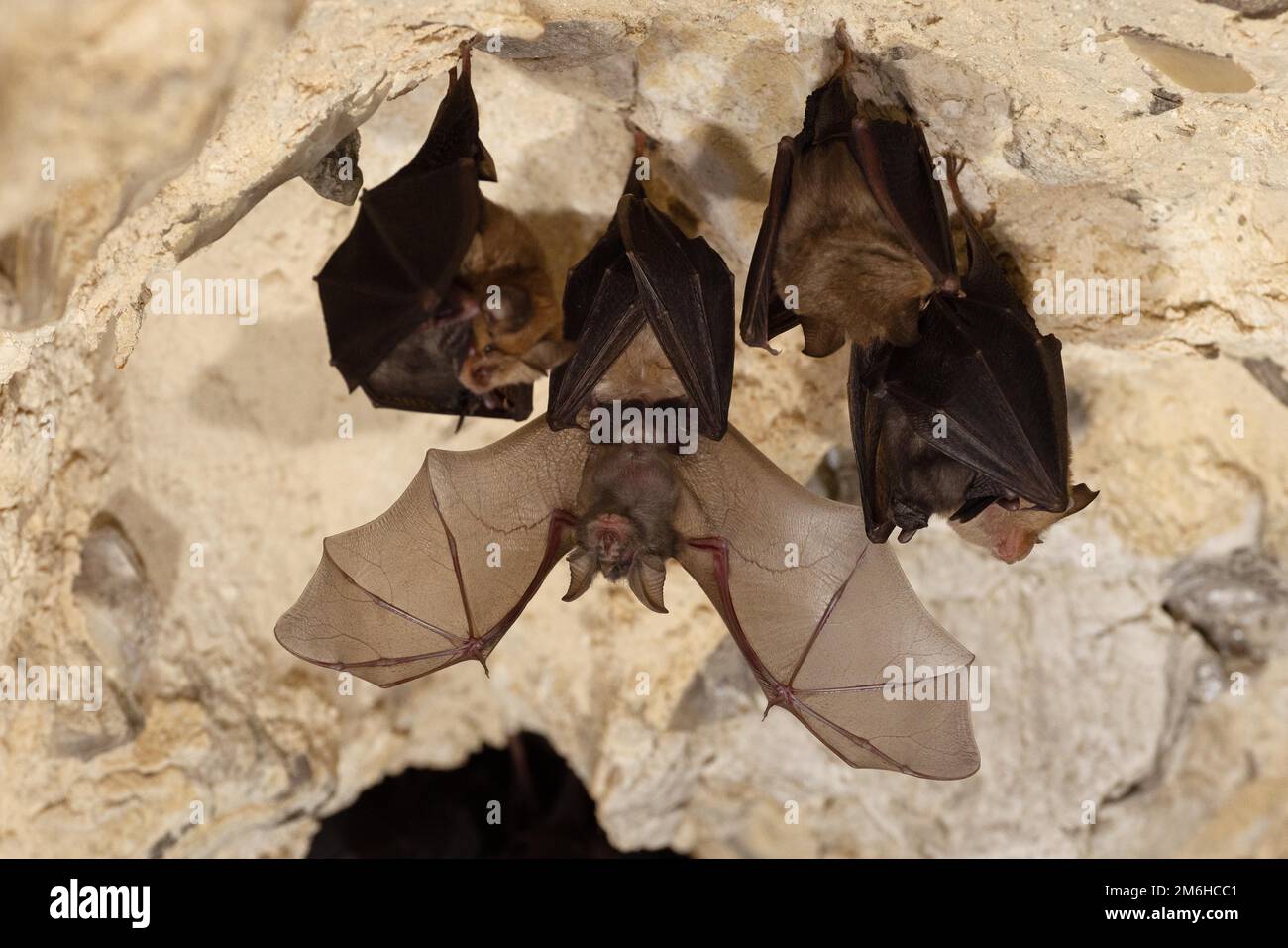 Lesser horseshoe bat (Rhinolophus hipposideros), maternity roost, young ...