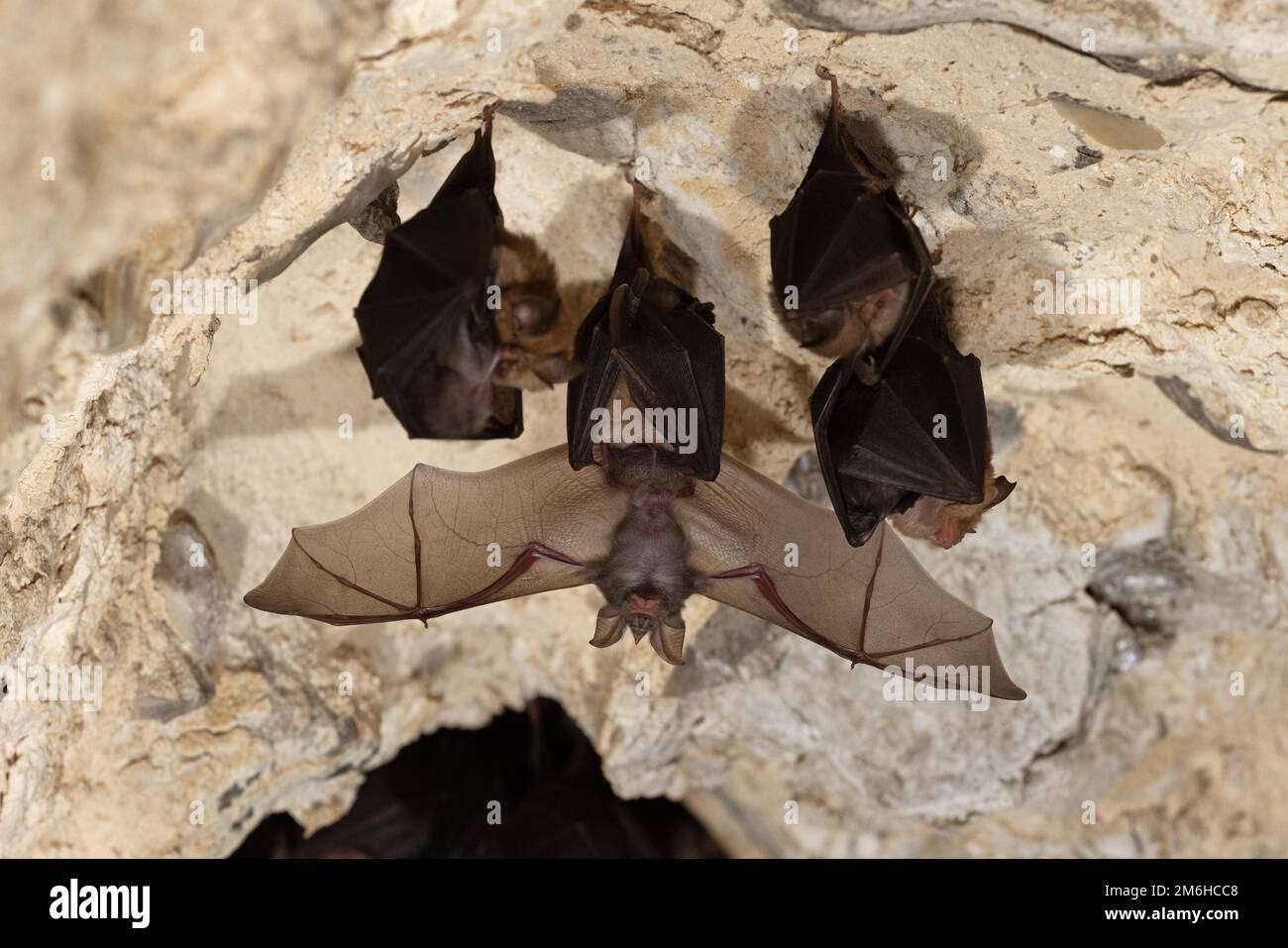 Lesser horseshoe bat (Rhinolophus hipposideros), maternity roost, young ...