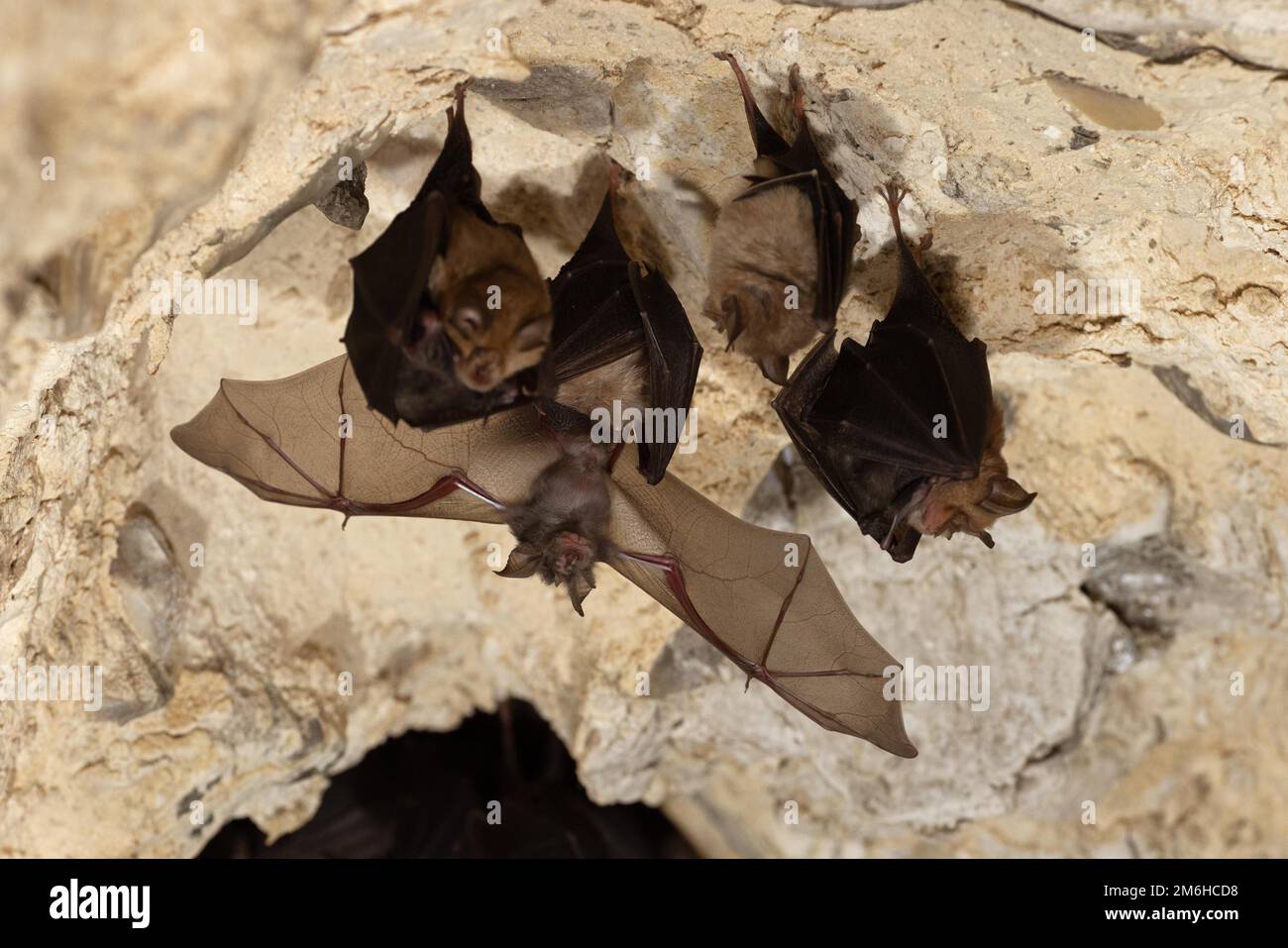 Lesser horseshoe bat (Rhinolophus hipposideros), maternity roost, young ...