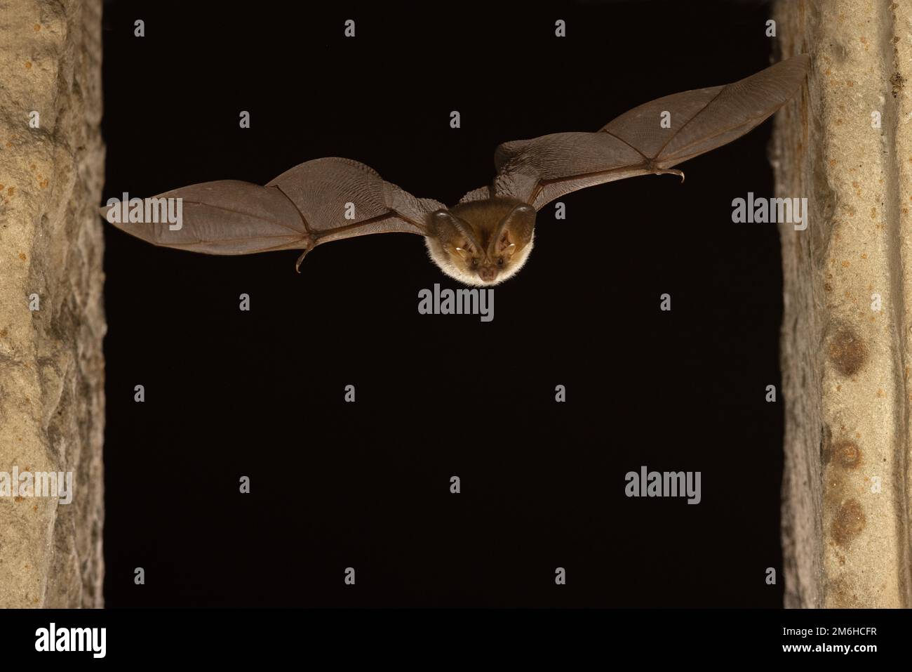 Long eared bat in flight hi-res stock photography and images - Alamy