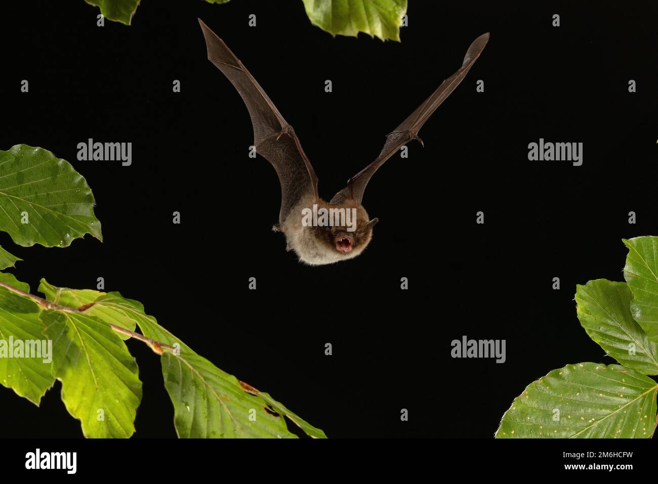 Daubenton's bat (Myotis daubentonii) in flight, Lower Saxony, Germany ...