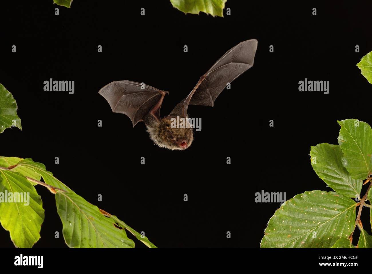 Bat in flight hi-res stock photography and images - Alamy