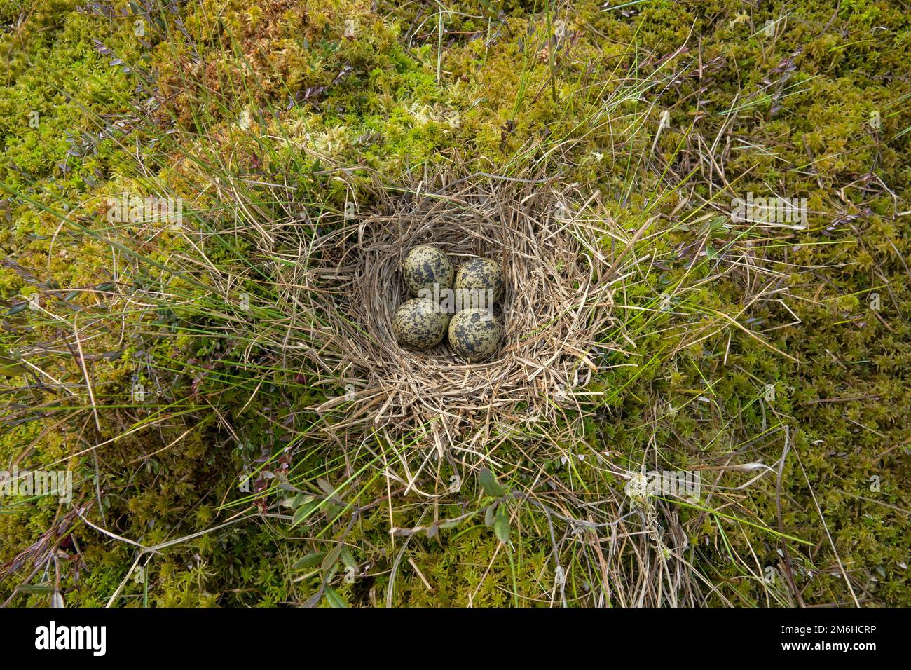 Nest of Black-tailed godwit Stock Photo - Alamy