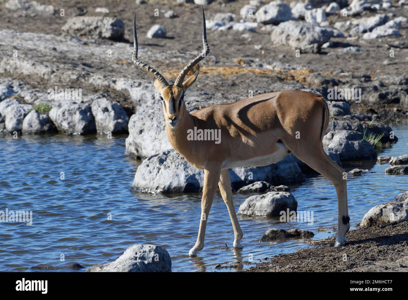 Black-faced impala (Aepyceros melampus petersi), adult male, at ...
