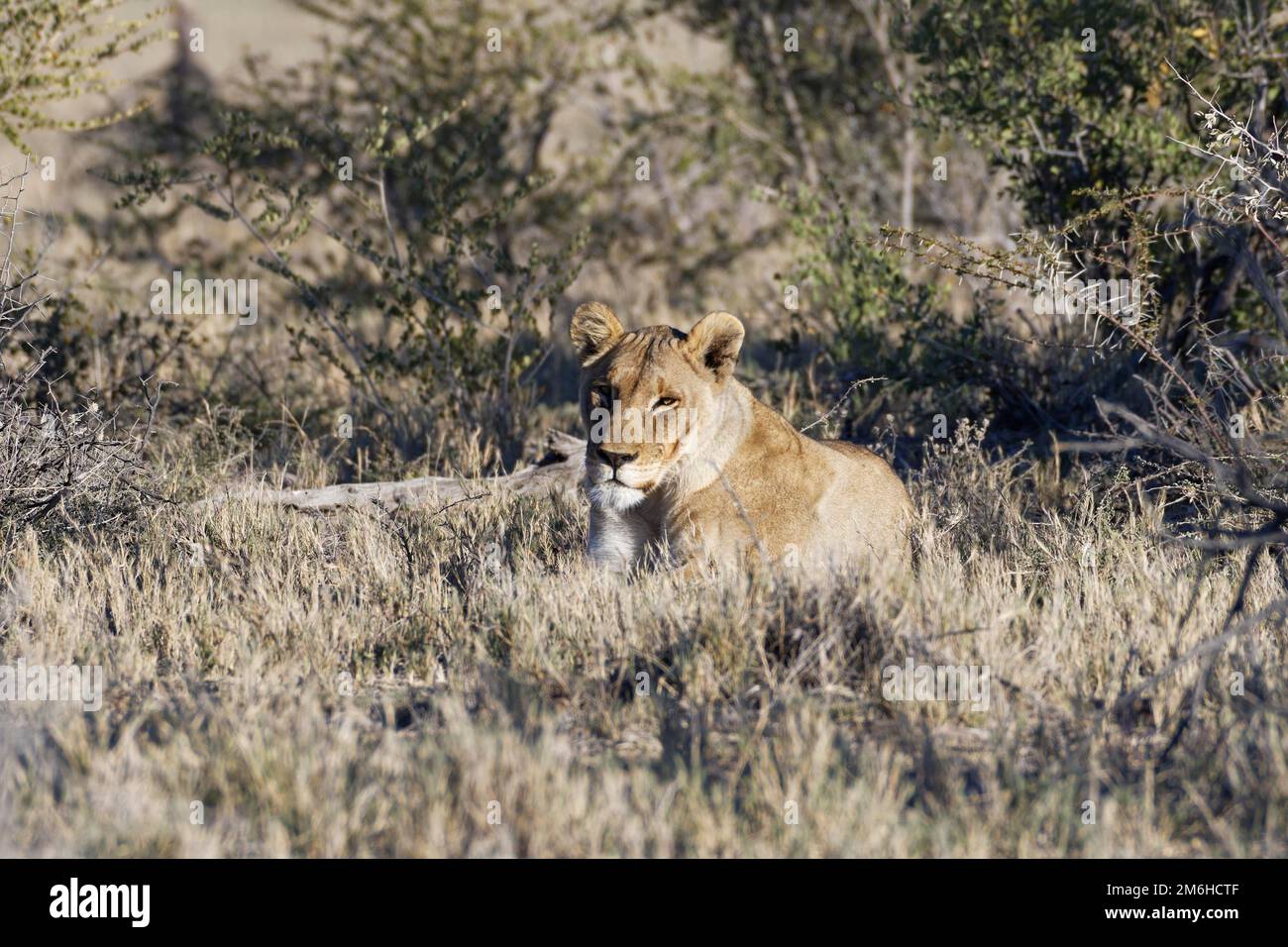 Lioness (Panthera leo), adult female resting, lying down in the grass ...