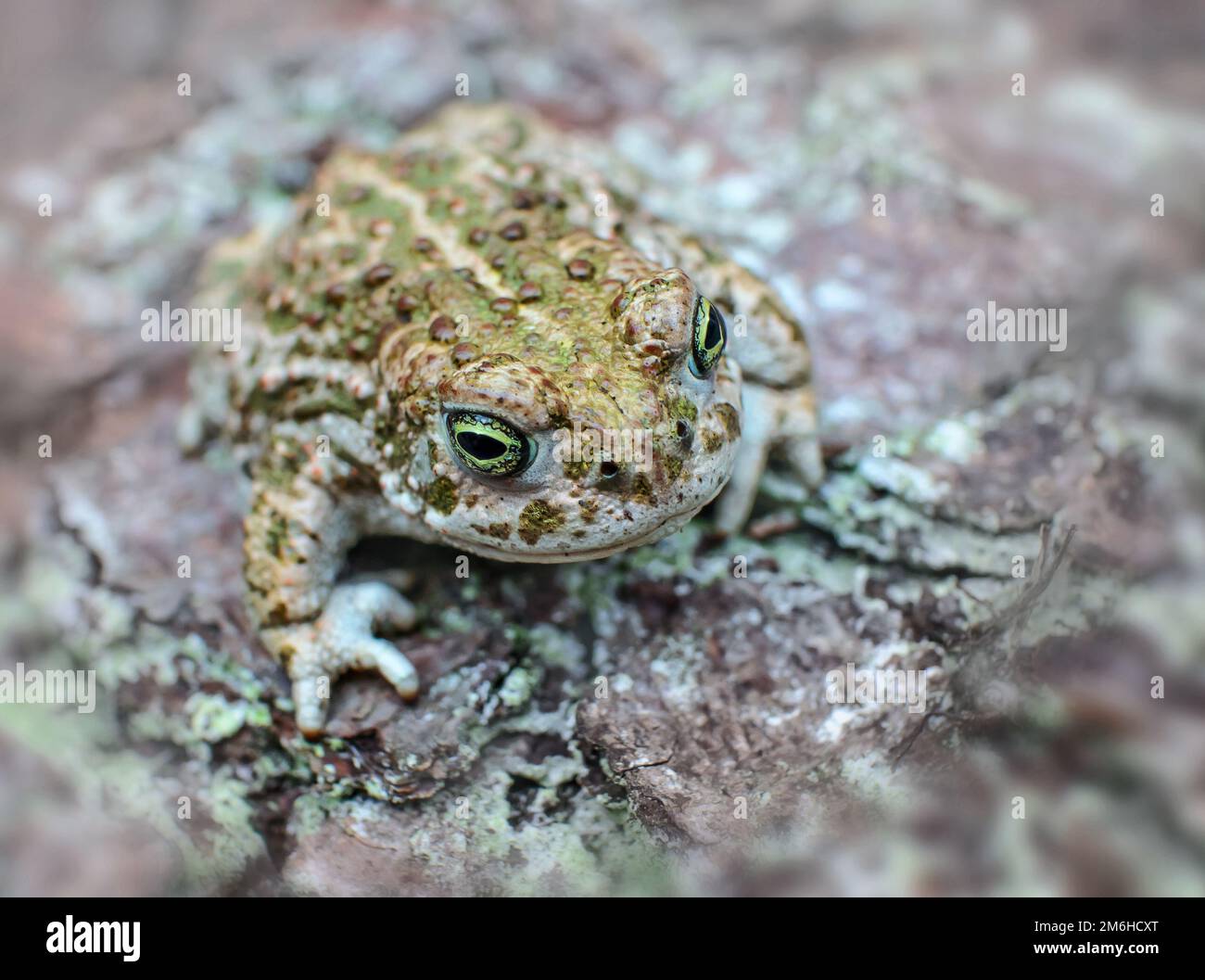 Natterjack toad 'Epidalea calamita' juvenile Stock Photo - Alamy