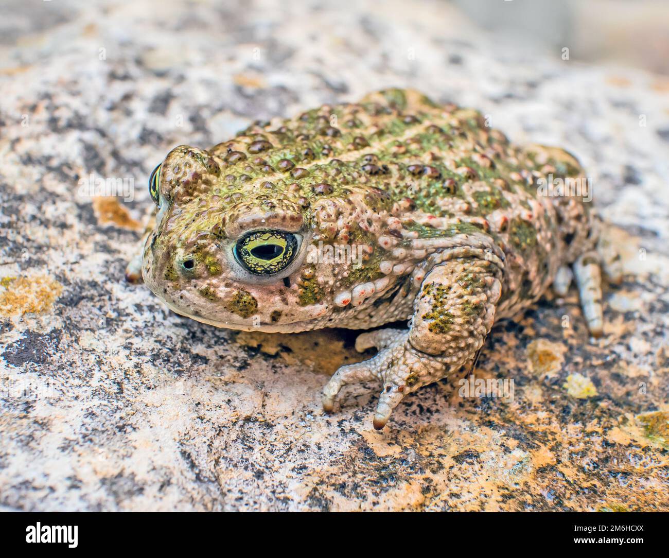 Natterjack toad 'Epidalea calamita' juvenile Stock Photo - Alamy