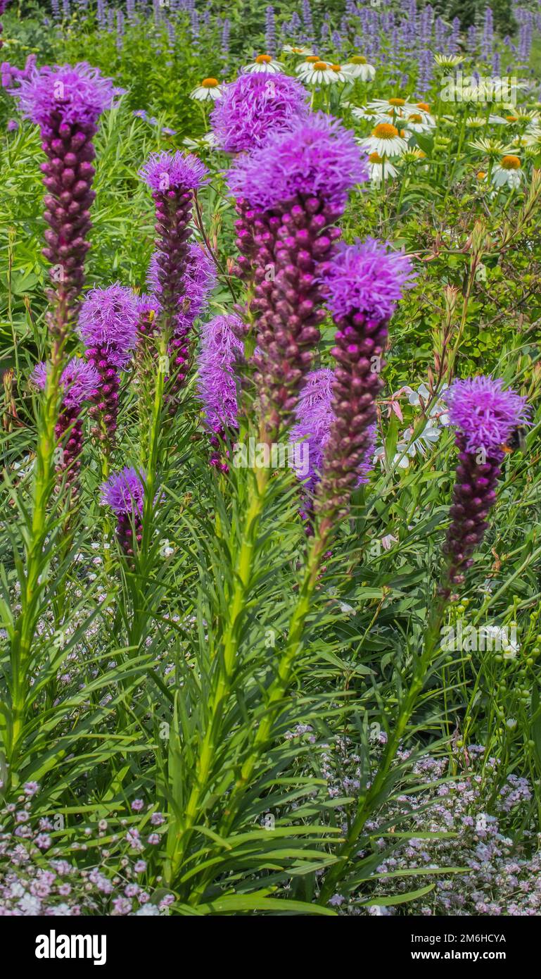 Dense spiked hi-res stock photography and images - Alamy