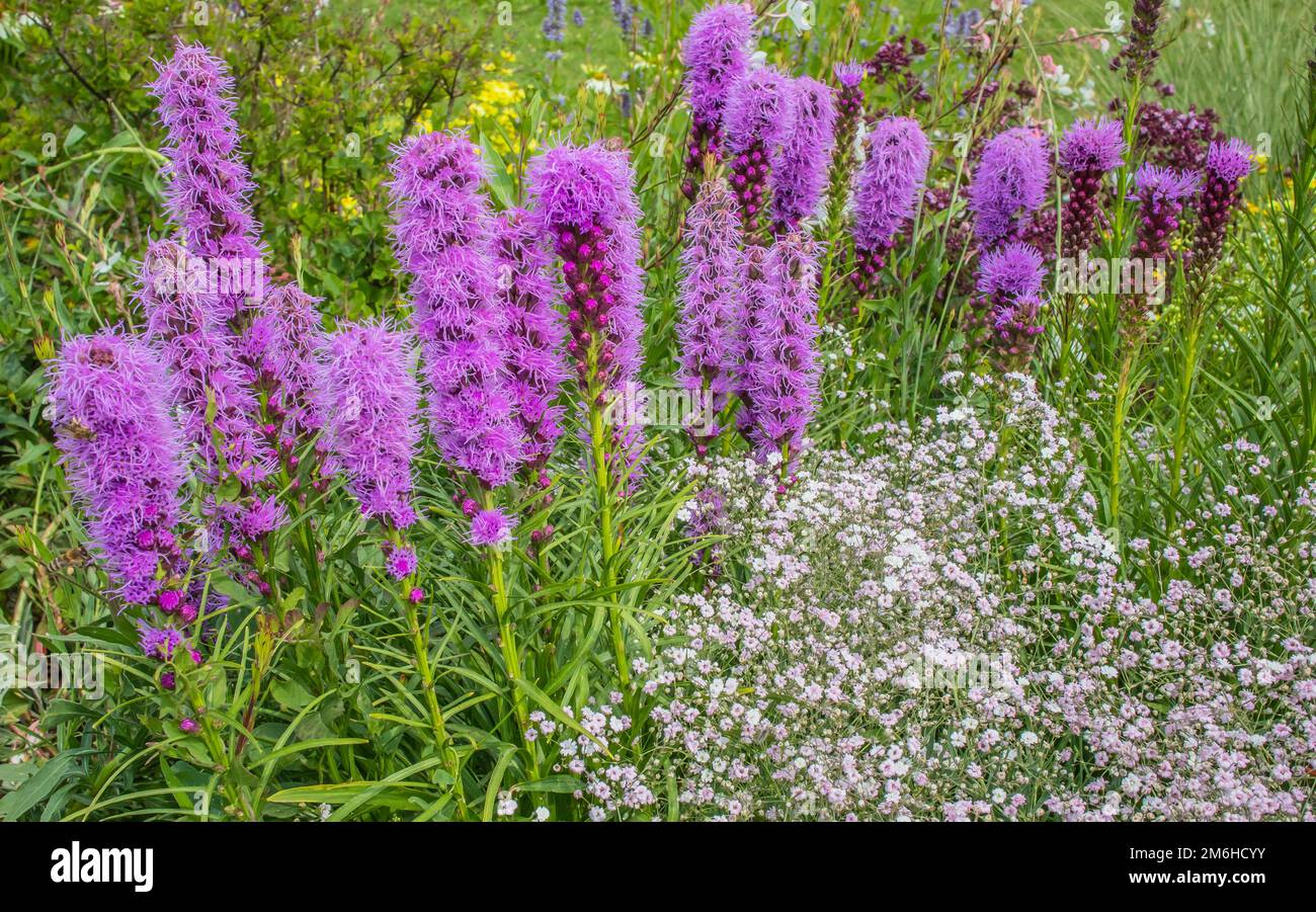 Spiked splendid card 'Liatris spicata' Stock Photo - Alamy