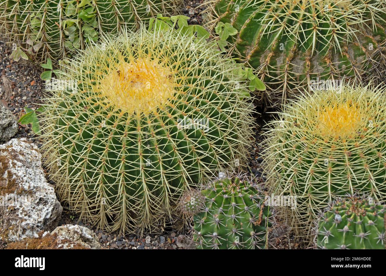 Cactaceae hi-res stock photography and images - Alamy