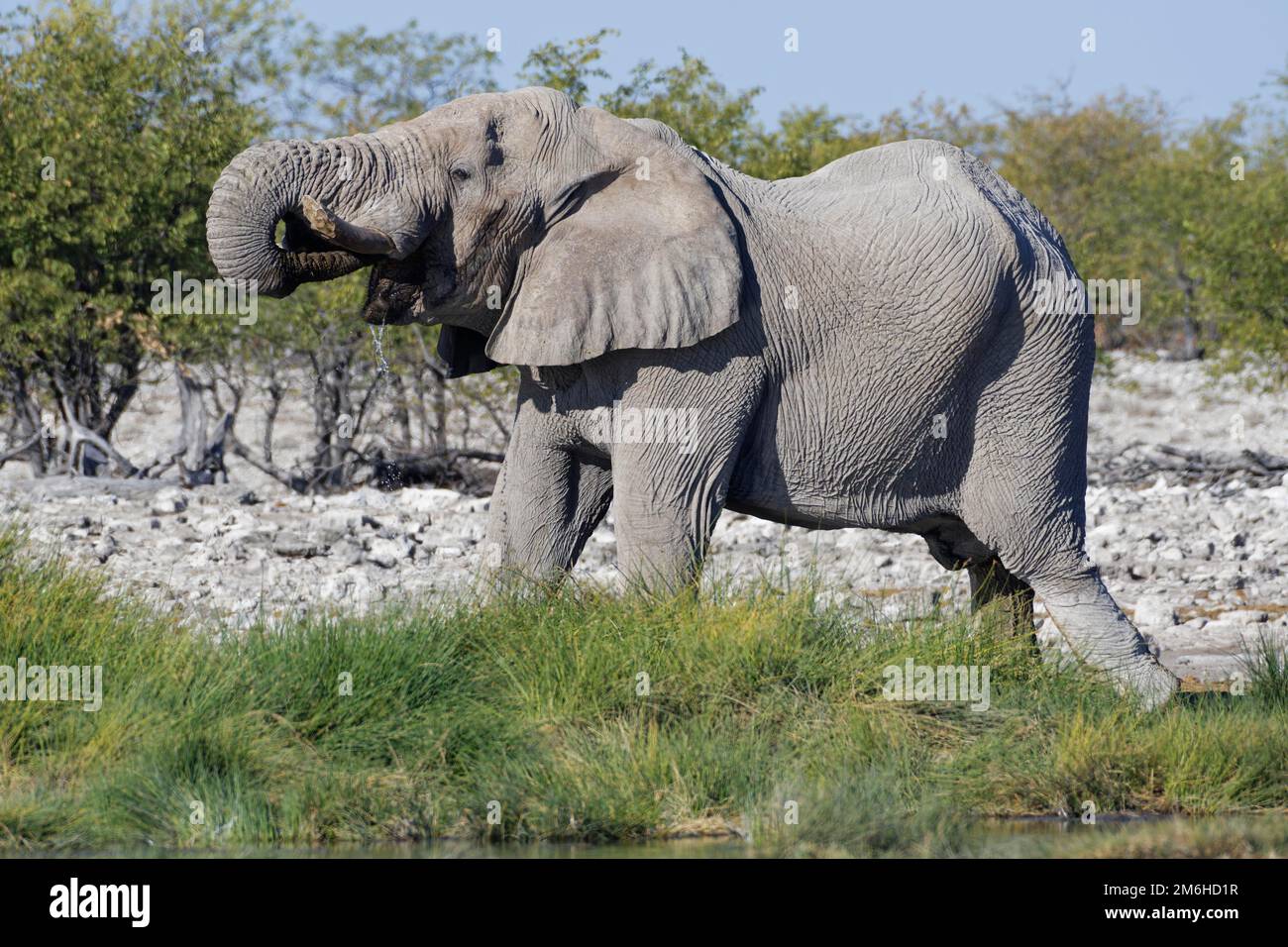 African bush elephant (Loxodonta africana), adult male, drinking at ...