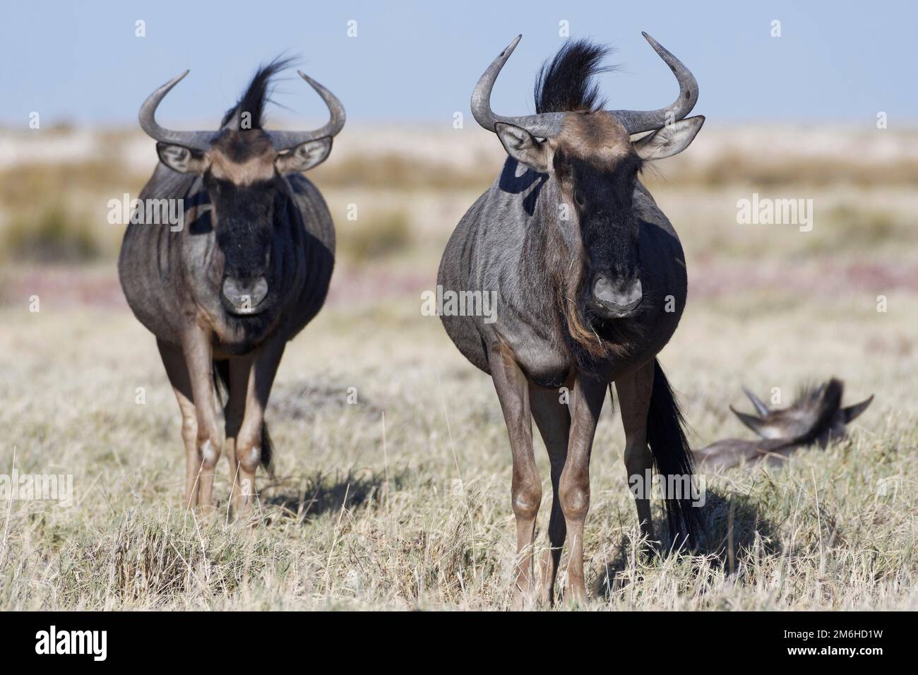 Blue wildebeests (Connochaetes taurinus), two adults standing on dry ...