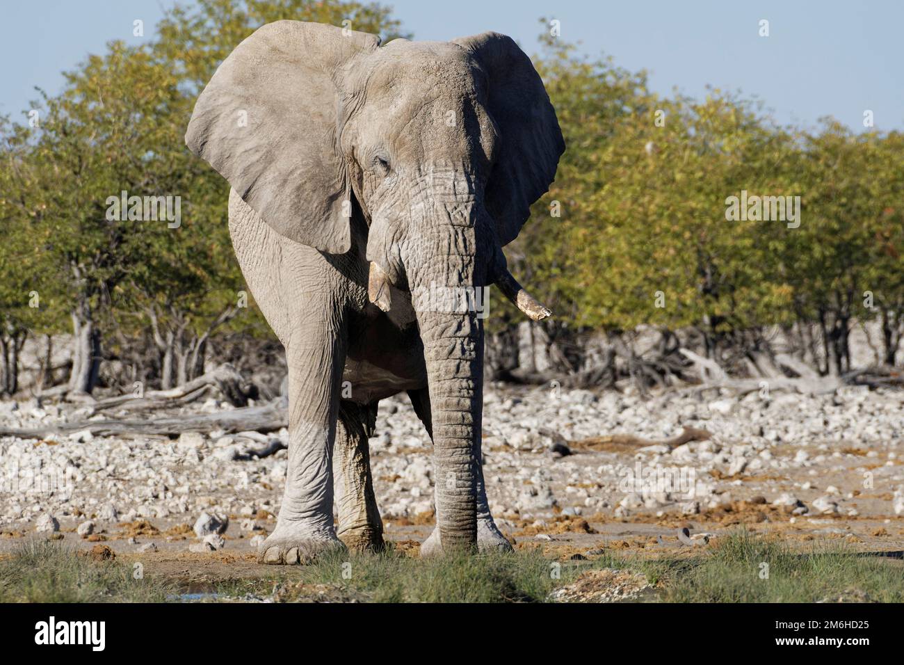 African bush elephant (Loxodonta africana), adult male, drinking at ...