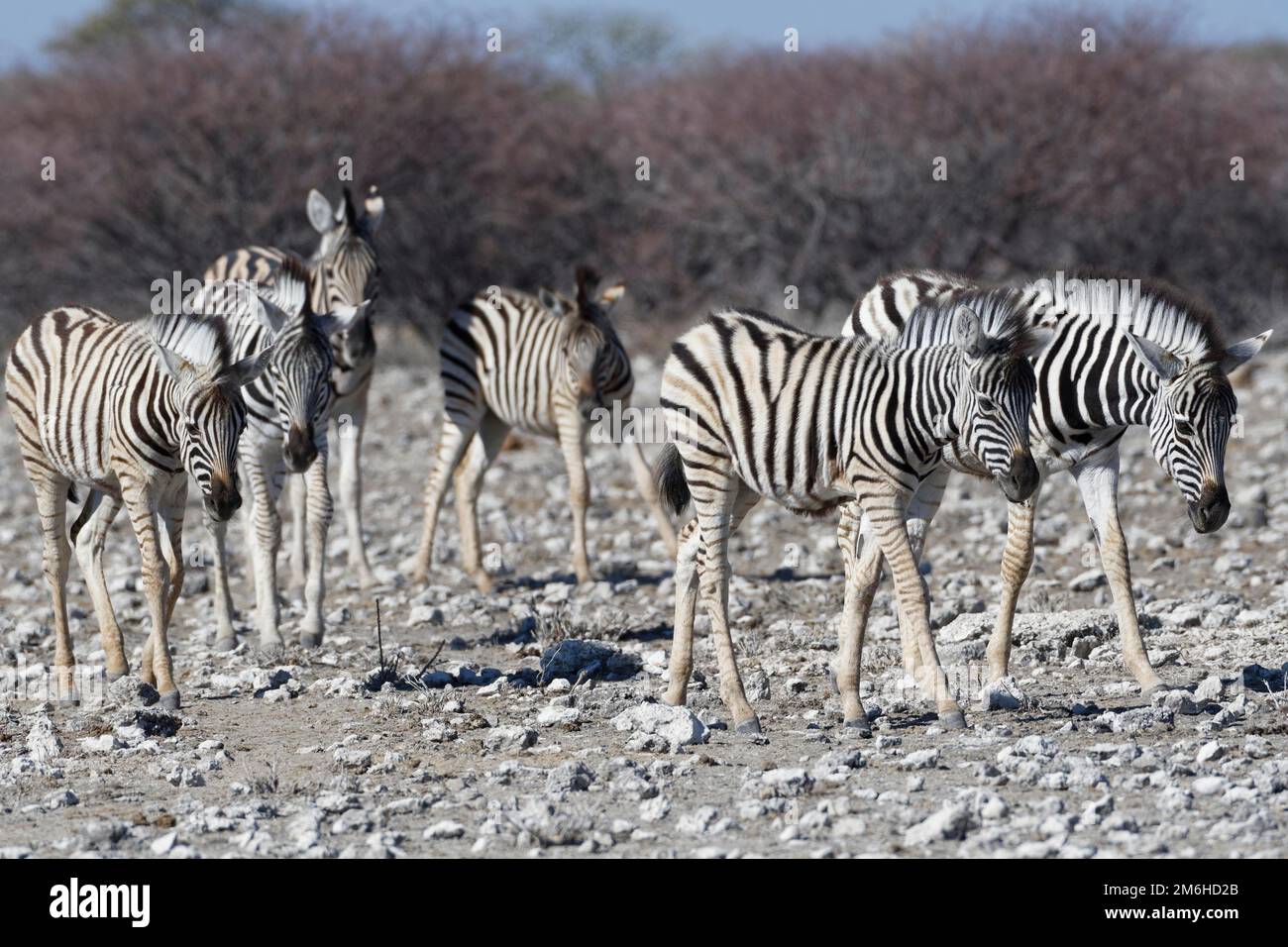Burchells zebras (Equus quagga burchellii), herd, zebra foals walking ...