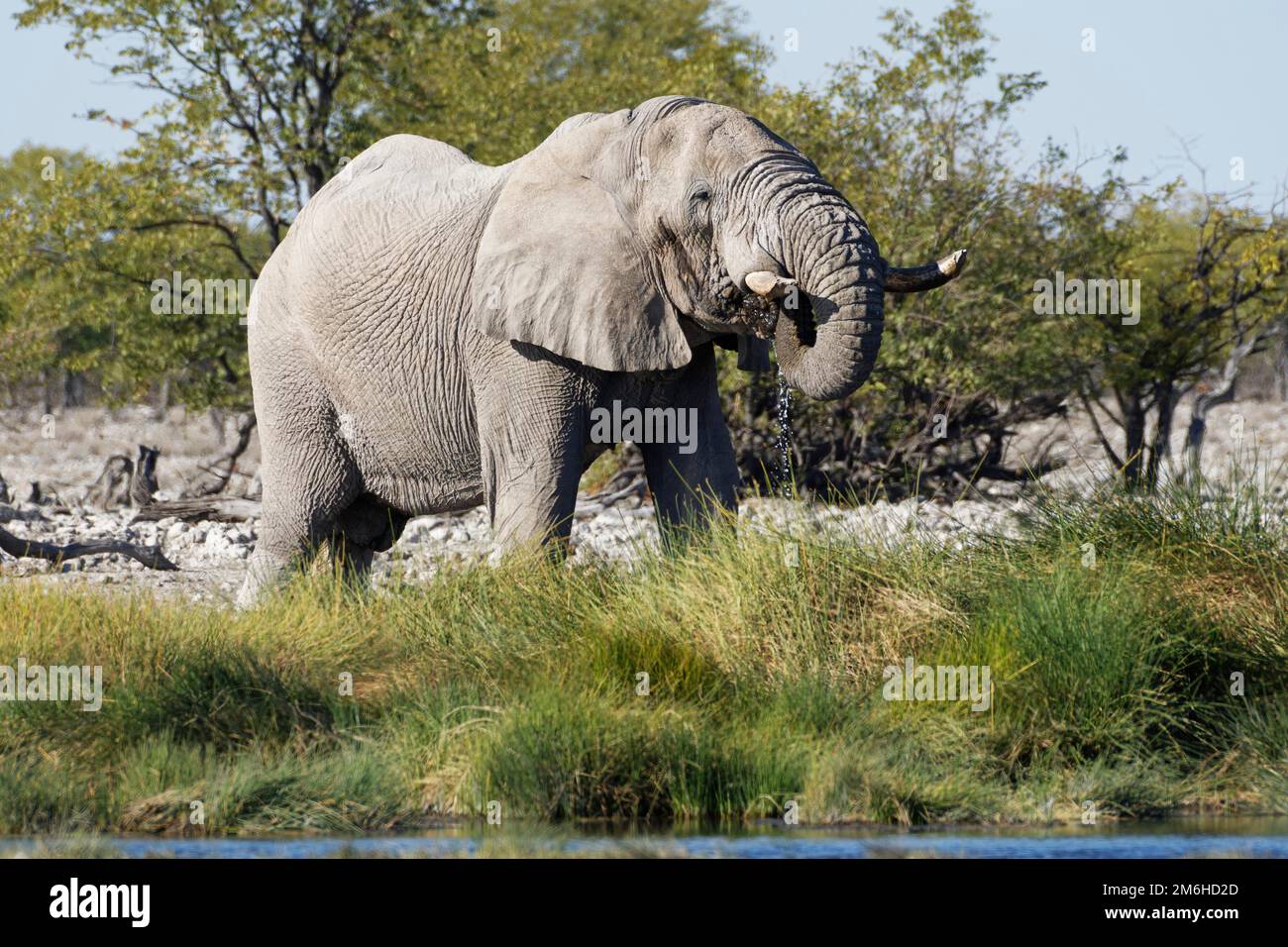 African bush elephant (Loxodonta africana), adult male, drinking at ...
