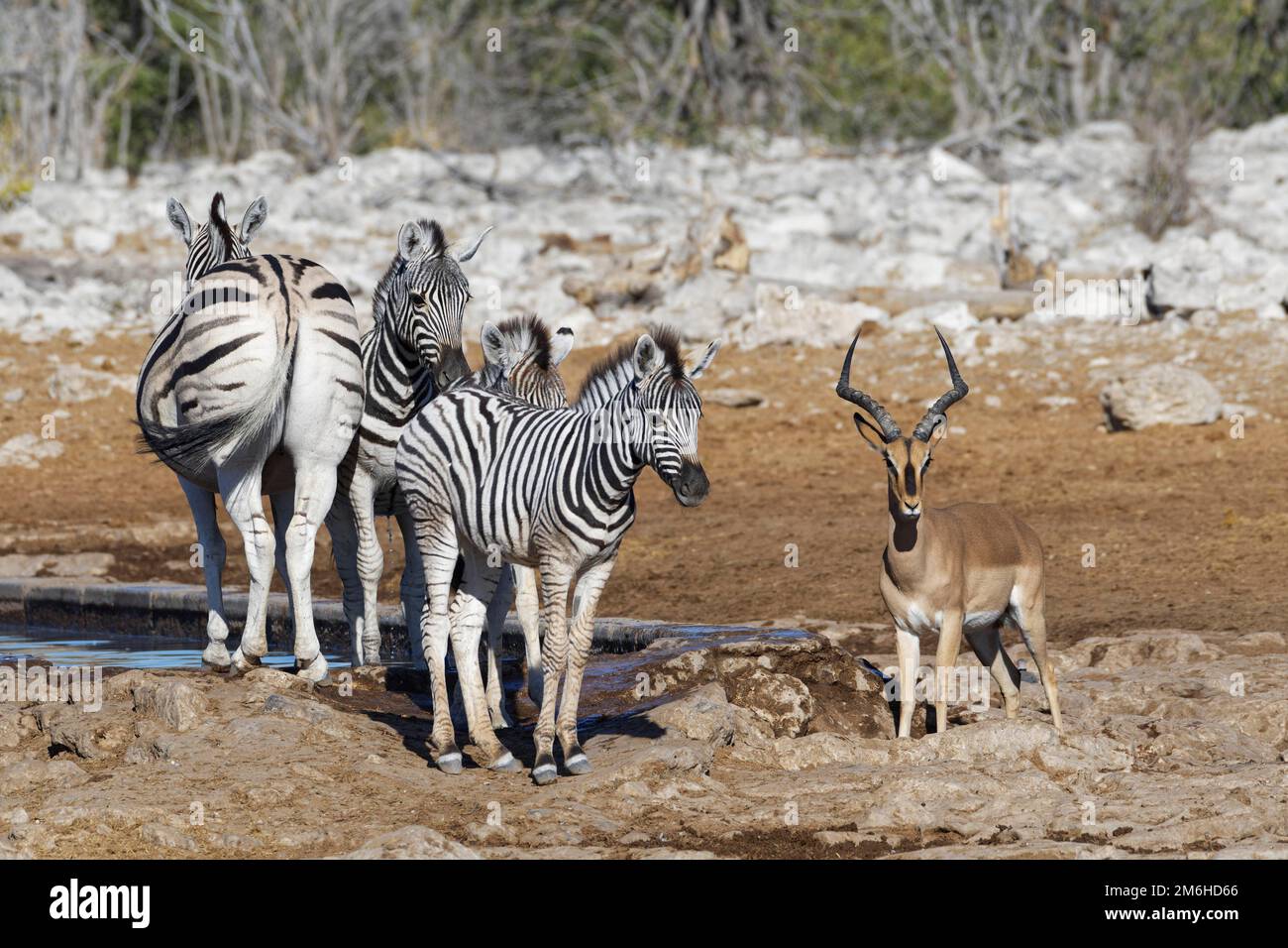 Impala with zebras hi-res stock photography and images - Alamy