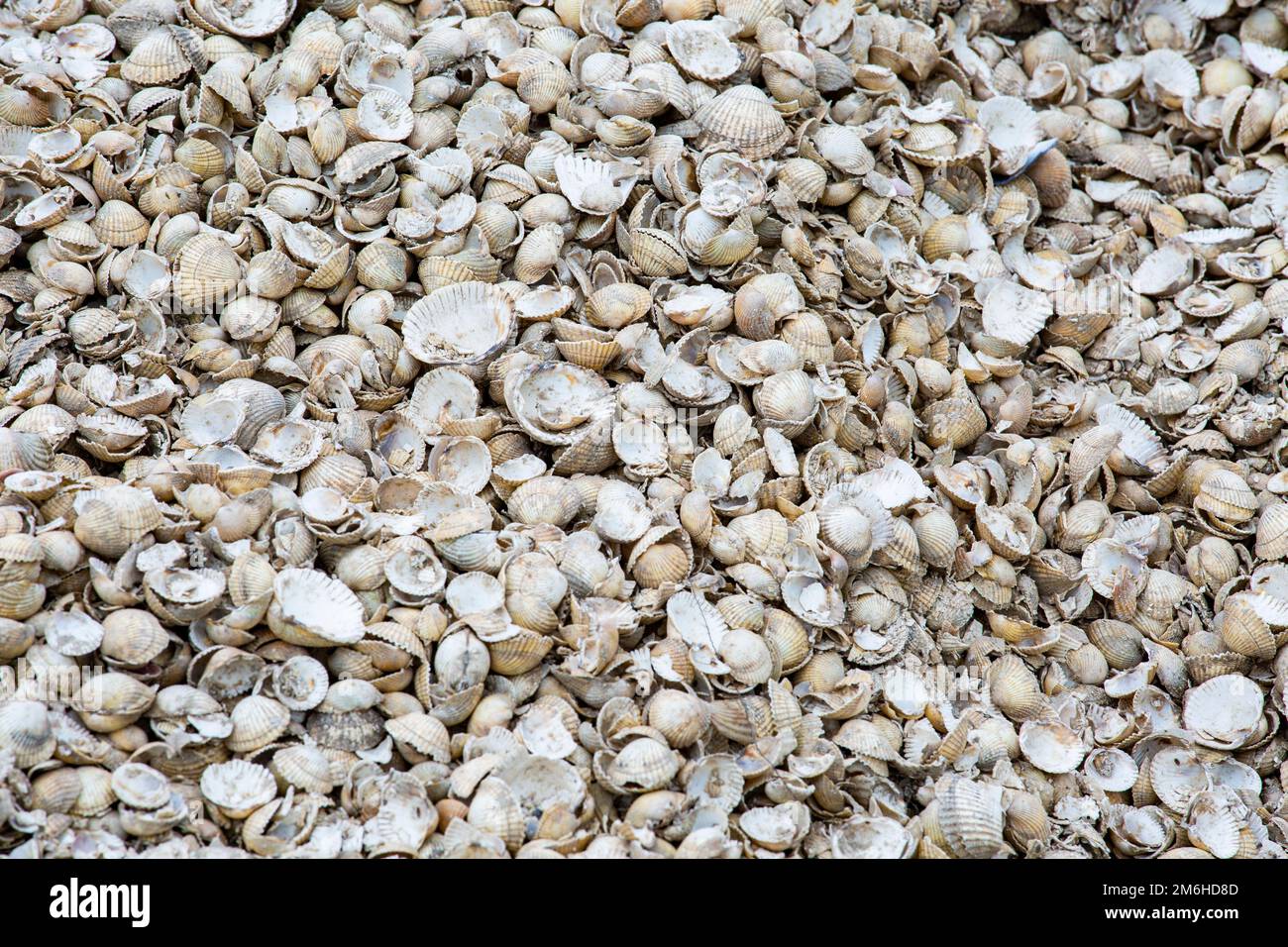 Closeup shot beach shells hi-res stock photography and images - Alamy