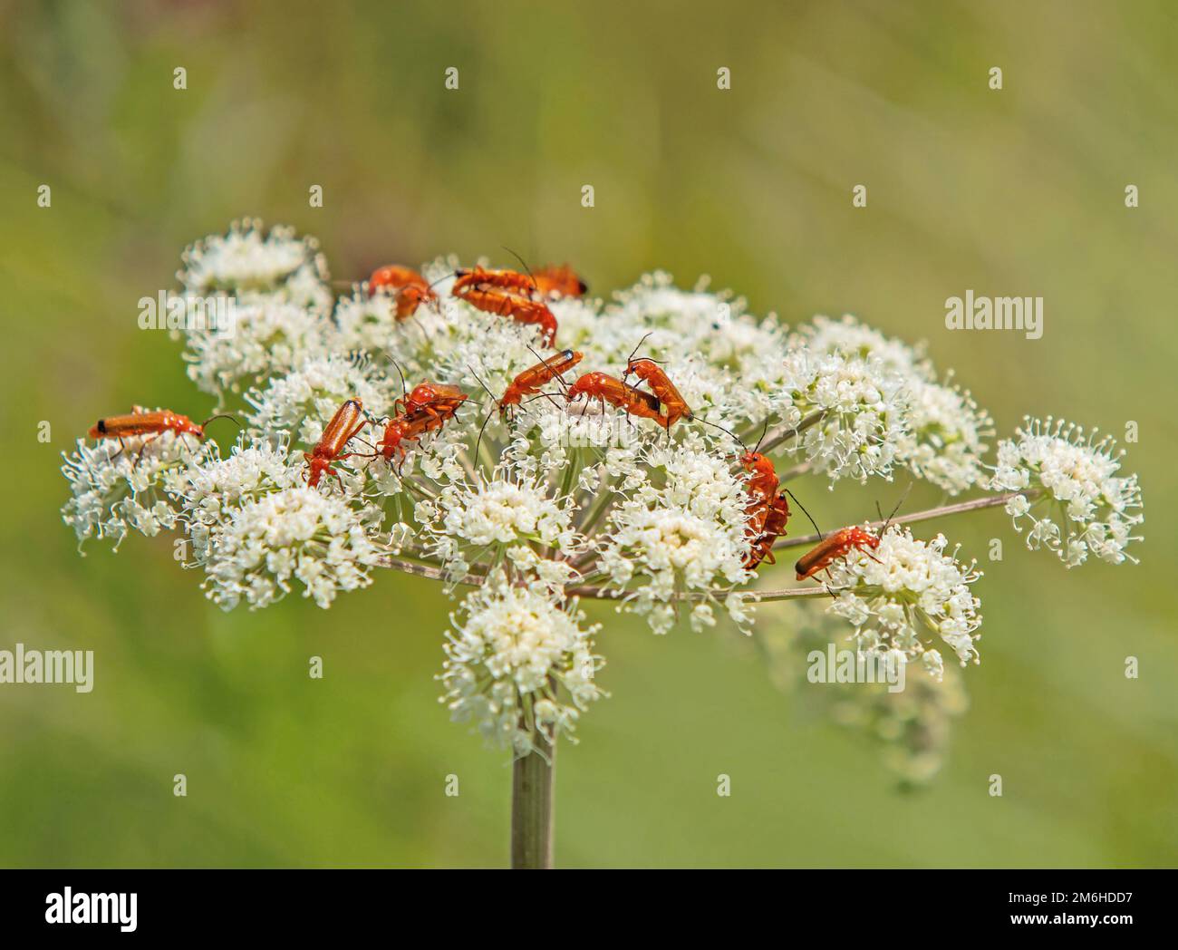 Red soft bodied beetle 'Rhagonycha fulva Stock Photo - Alamy