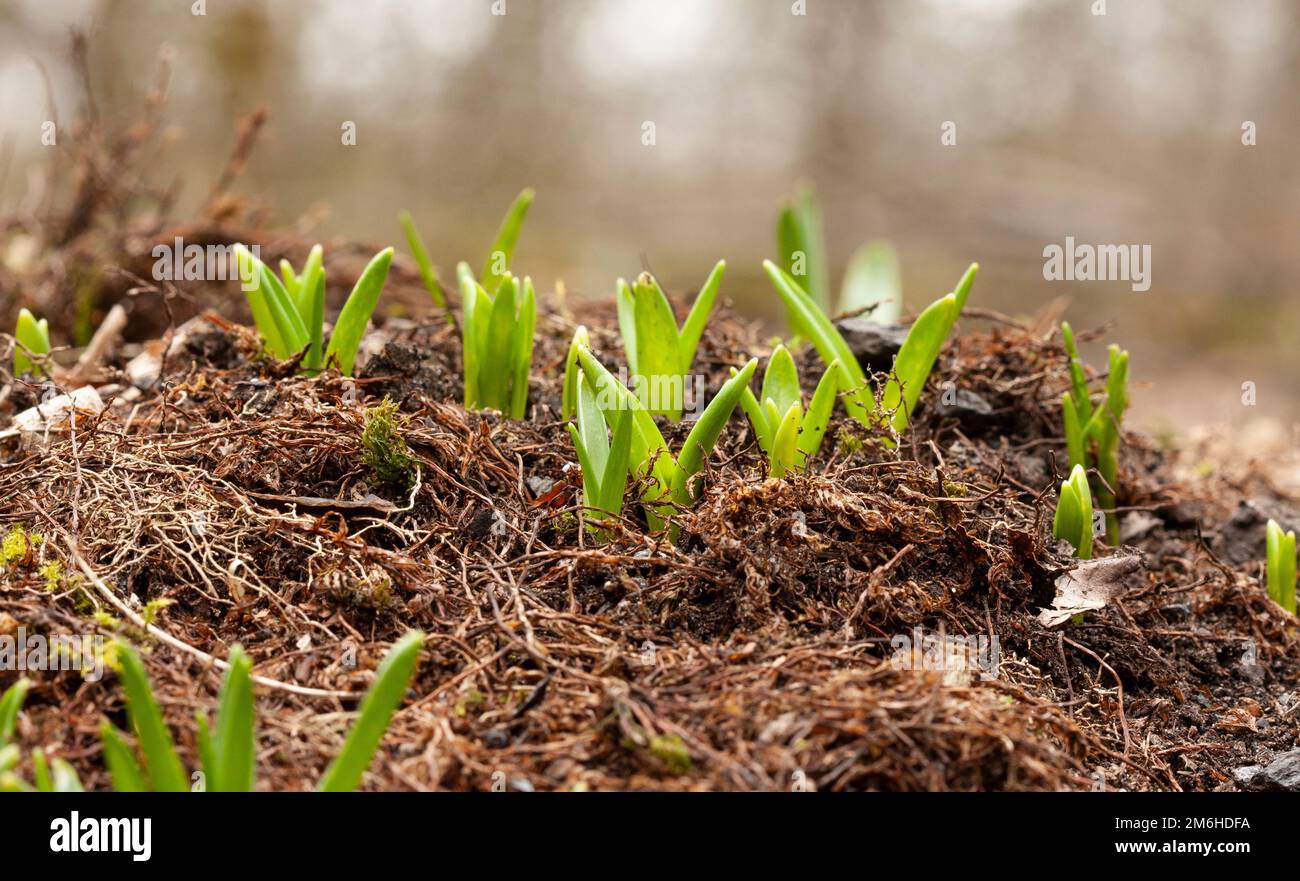The first spring small shoots. Rejoice at the first rays of the spring ...