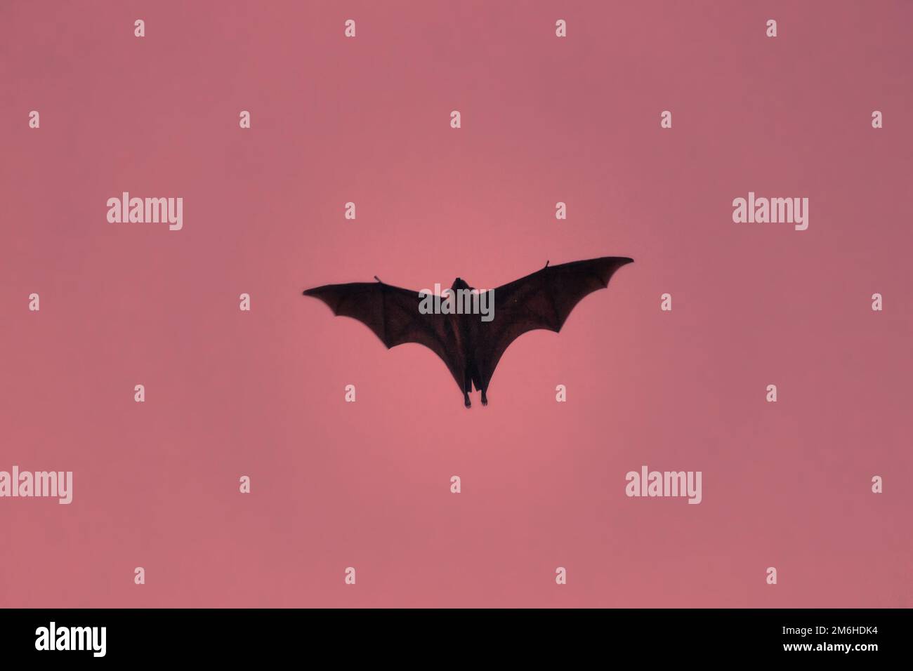 Terrible horrible bat silhouette in sky in flight Stock Photo - Alamy