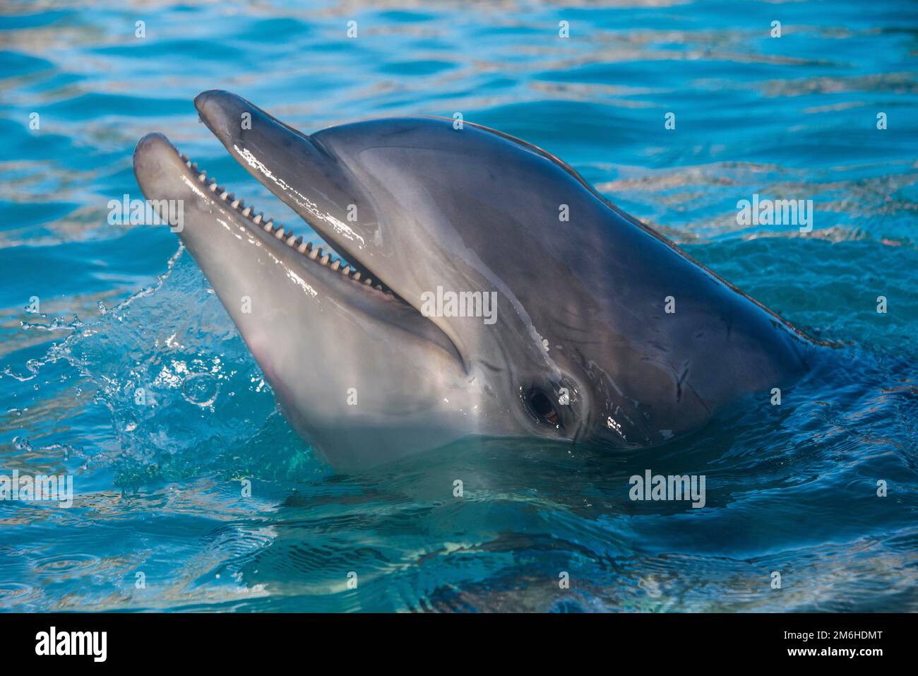 Dolphin show in the Seaworld aquarium, San Diego, California, USA Stock ...