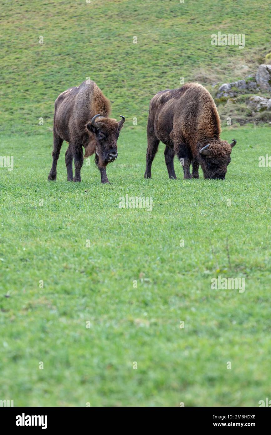 Wisent Thal project, reintroduction of European bison (Bos bonasus ...