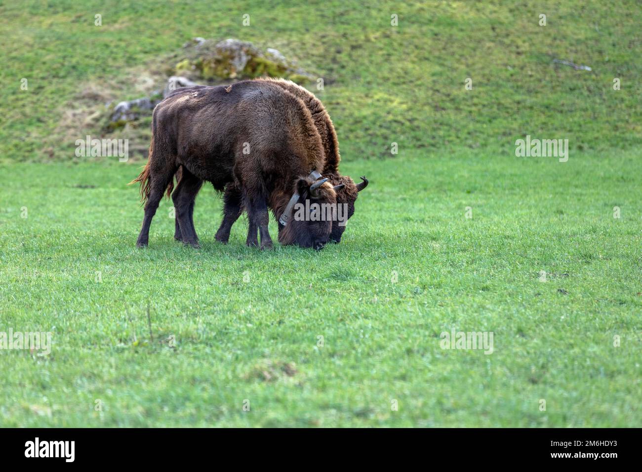 Wisent Thal project, reintroduction of European bison (Bos bonasus ...