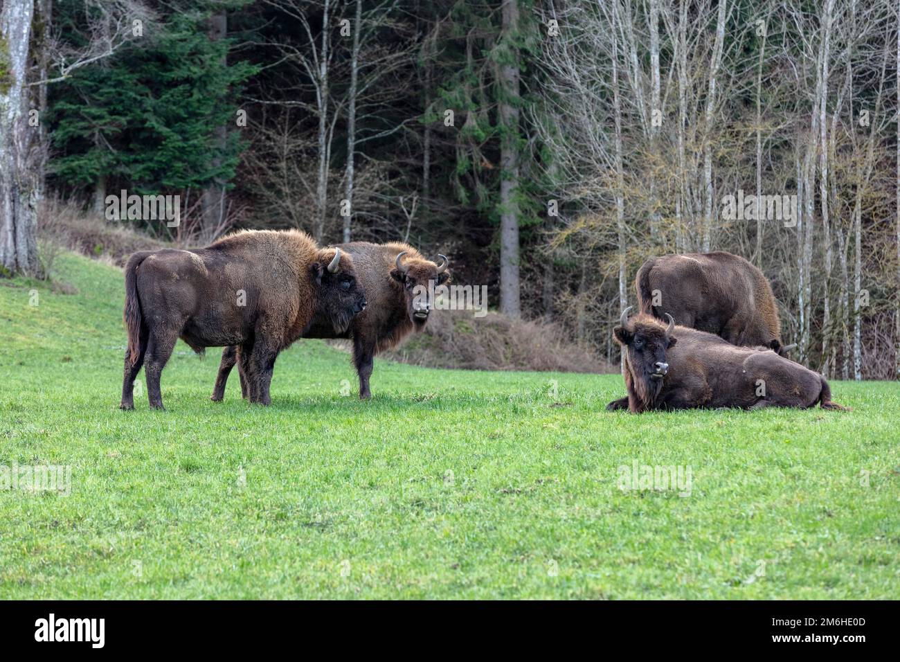 Wisent Thal project, reintroduction of European bison (Bos bonasus ...