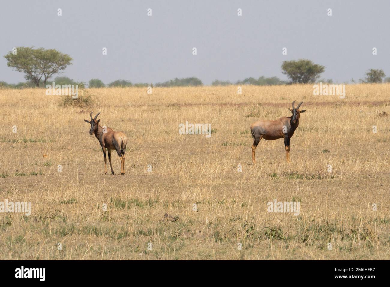 Two topi antelopes standing in the dry african savannah in Tanzania ...