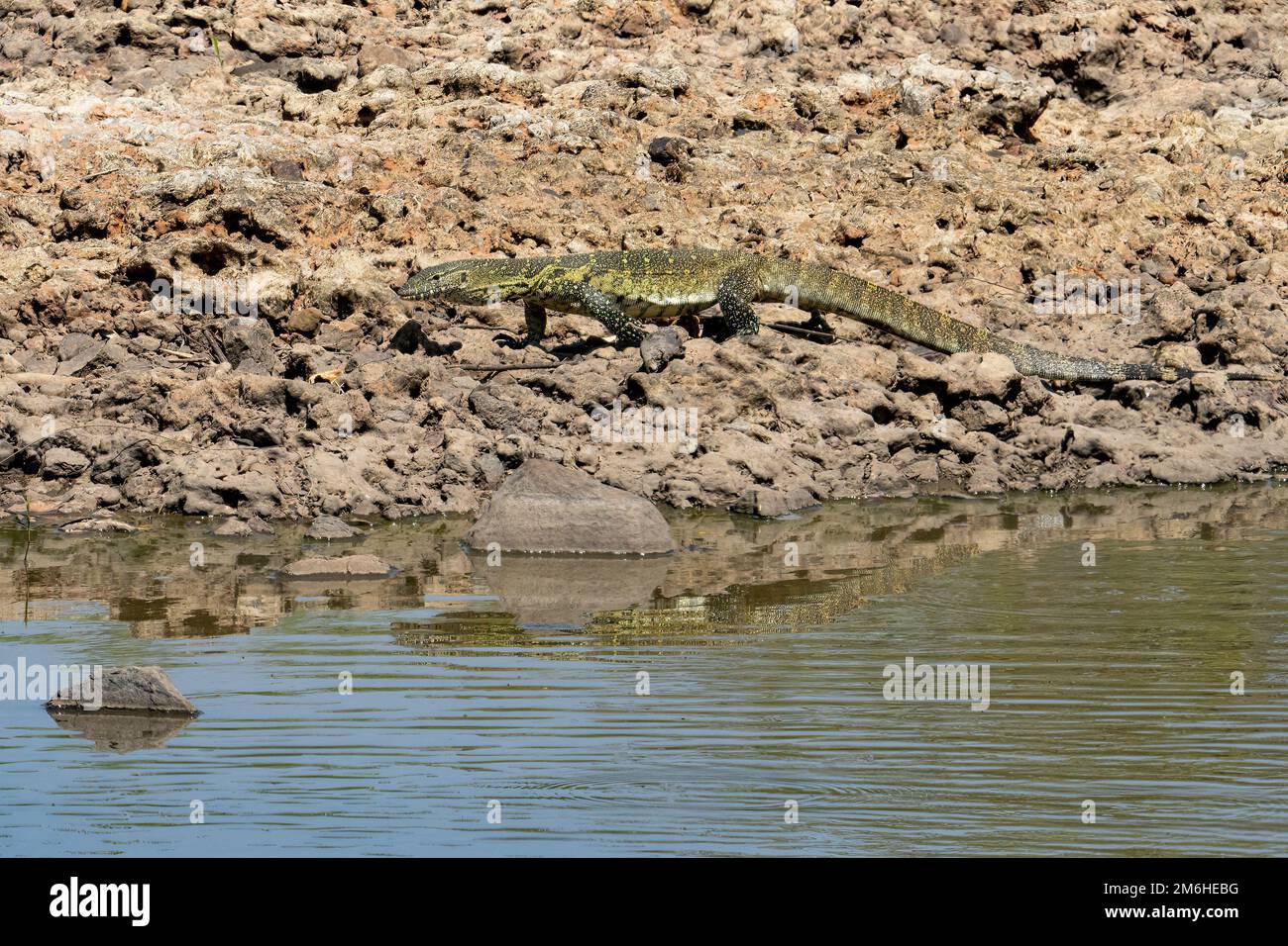 A nile monitor lizard on a river bank in the Serengeti nature reserve ...