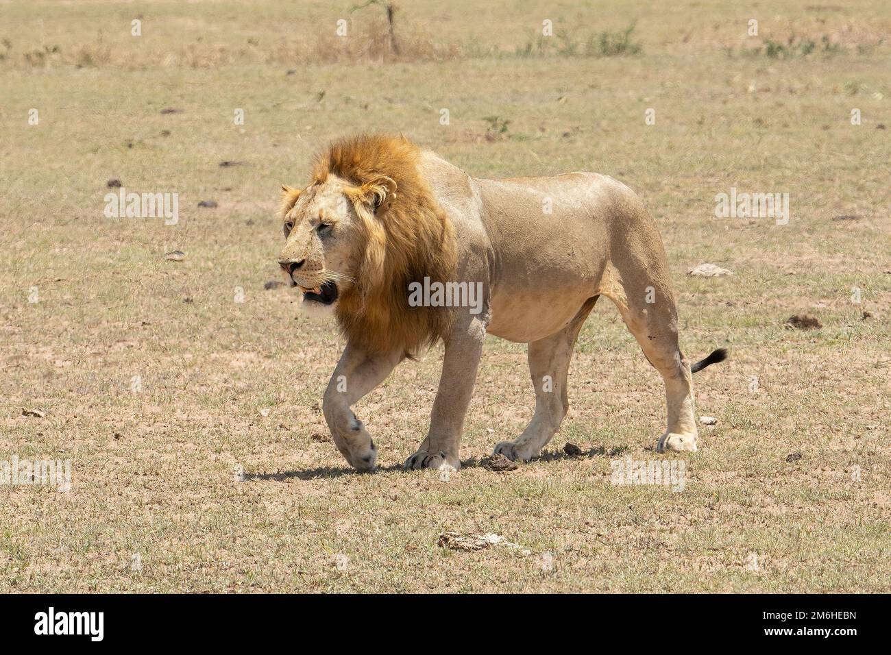 A lion walking on a hot day in the dry african savanna in Tanzania ...