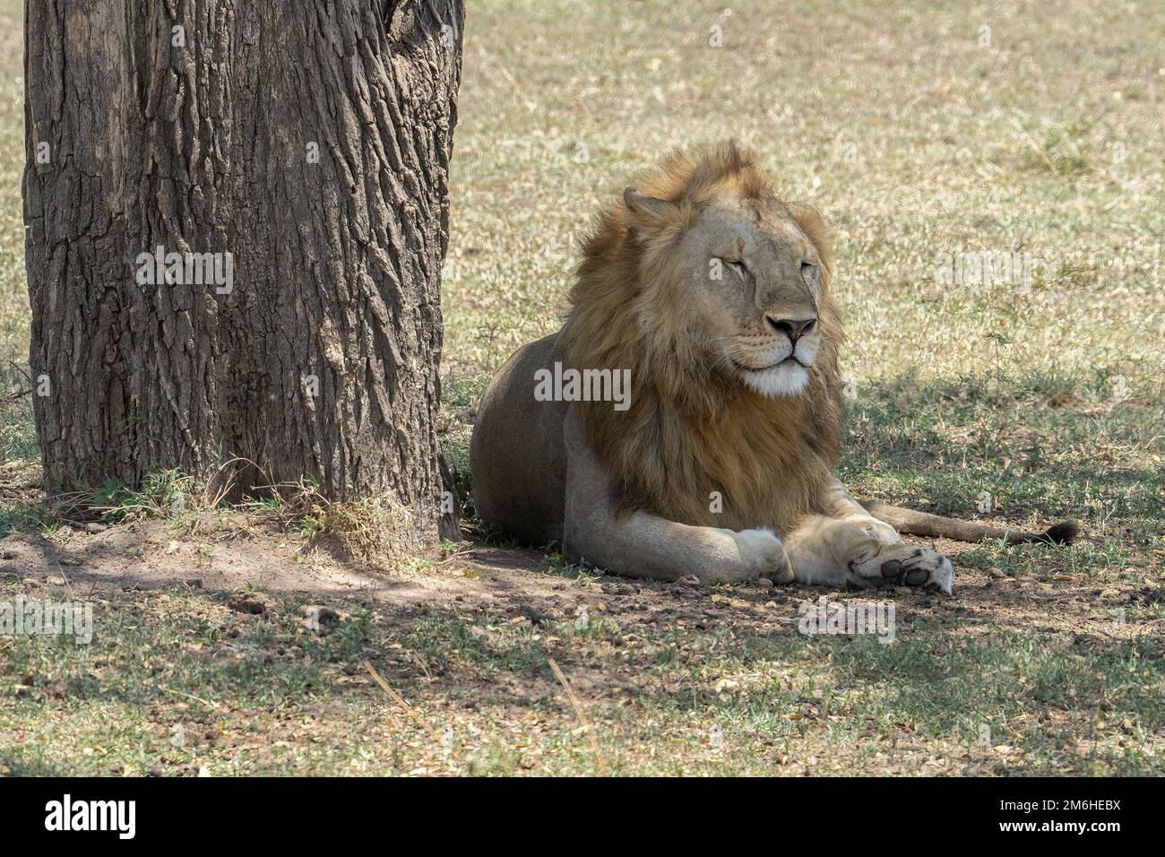 A lion resting in the shade of a tree in the african savanna in ...
