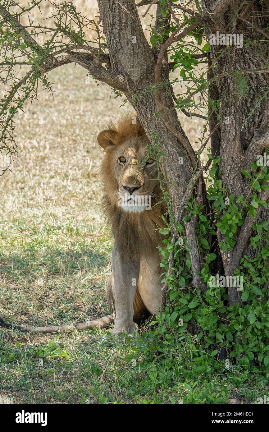 Male lion seating hi-res stock photography and images - Alamy